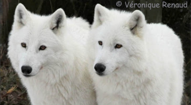 White Wolf : Stunning Photos Reveal The Incredible Beauty of White Wolves