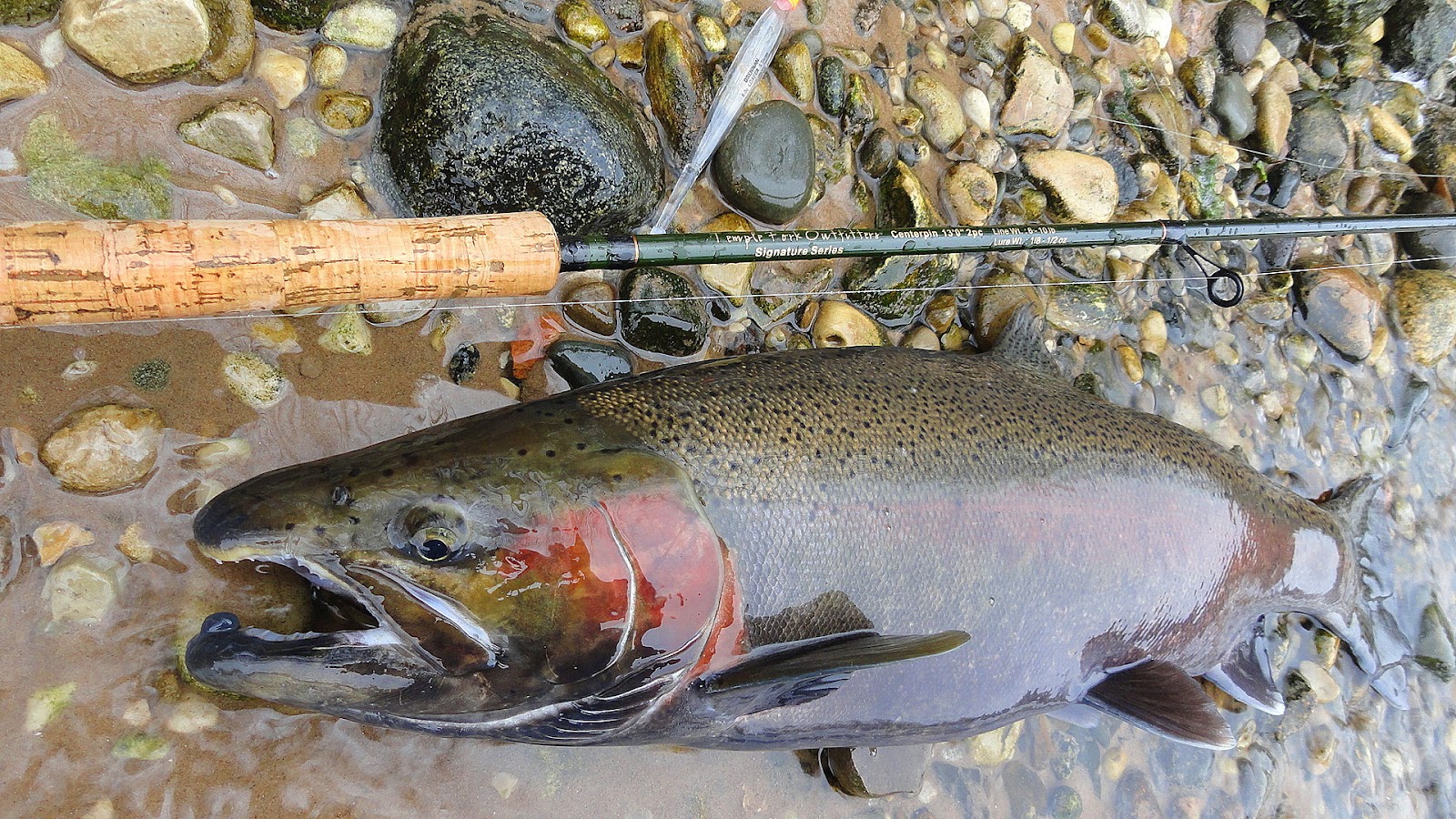 November Rains: Temple Fork Outfitters Gary Loomis Signature Series ...