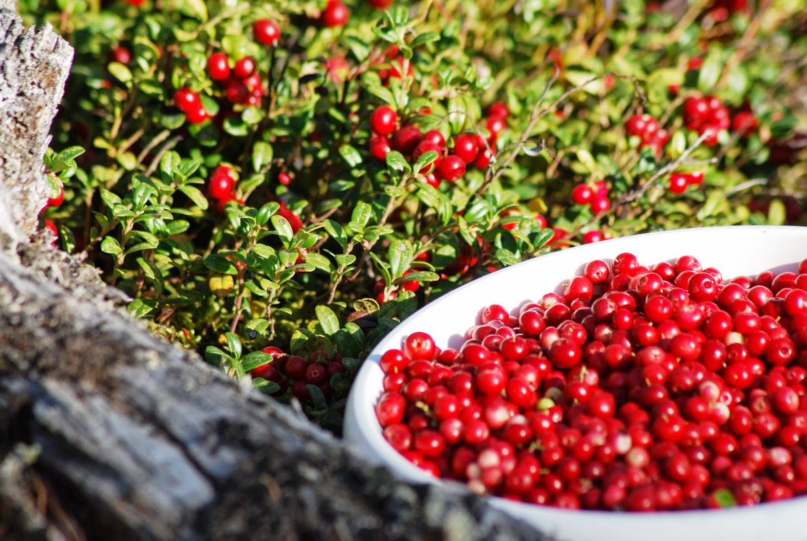 BatongAmanda - nu bakom kameran: Lingon