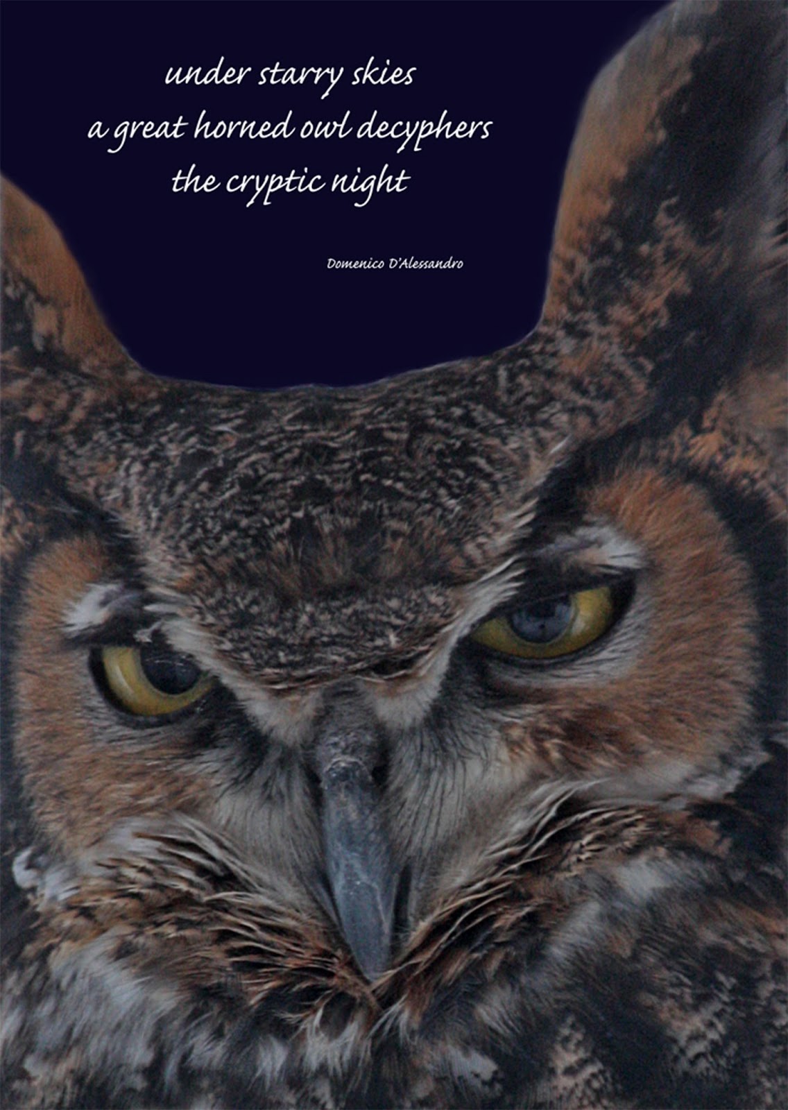 URBAN WATERSHEDS: Wednesday haiku - Great-horned Owl