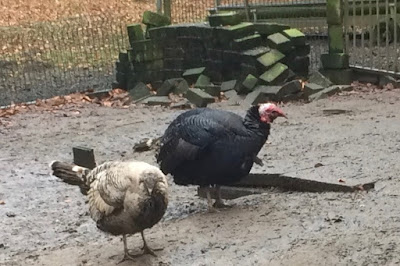 Jaarwisseling der kalkoenen - natuurvertaler