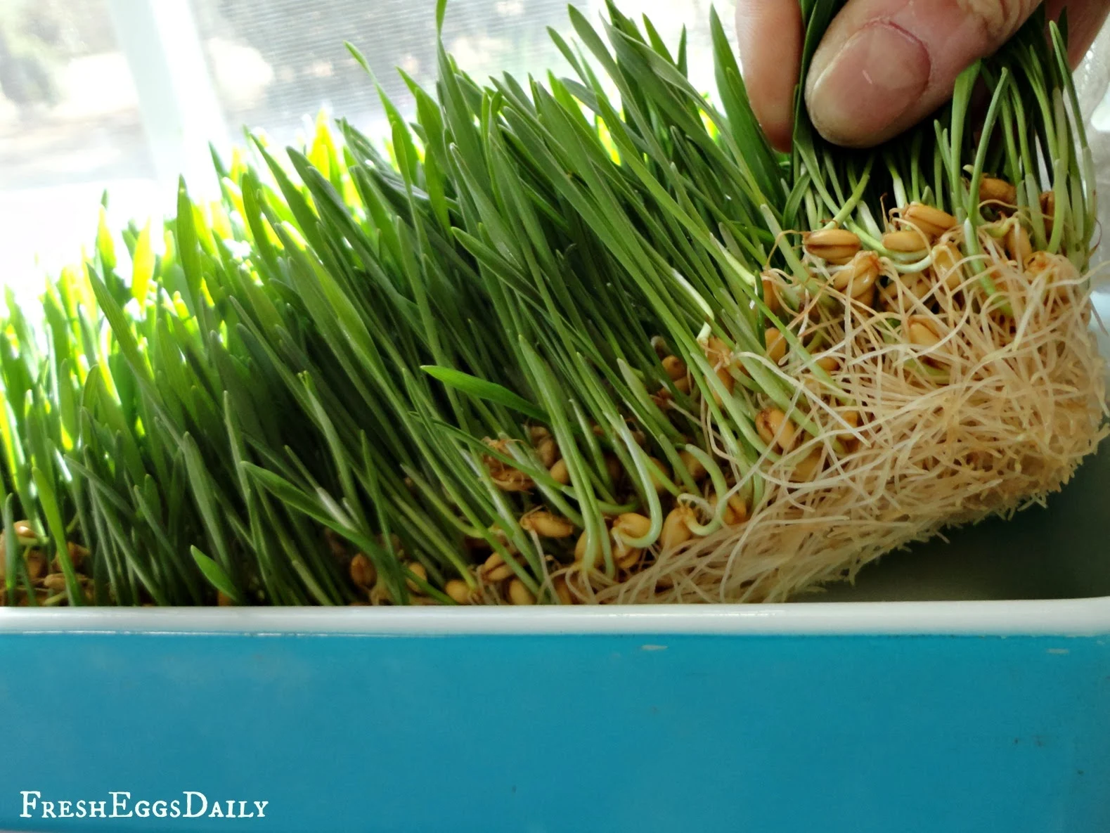 Growing Fodder for Backyard Chickens, Ducks and Geese - Fresh Eggs ...