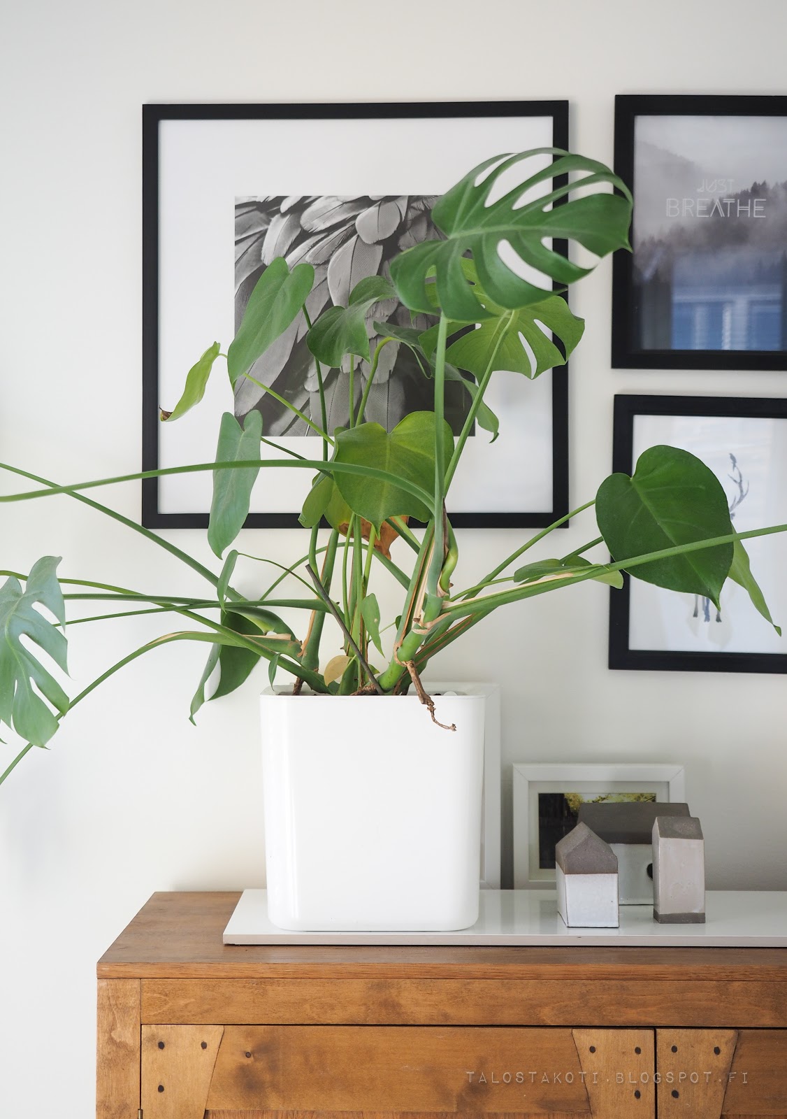 Minä ♥ viherkasvit - Talostakoti