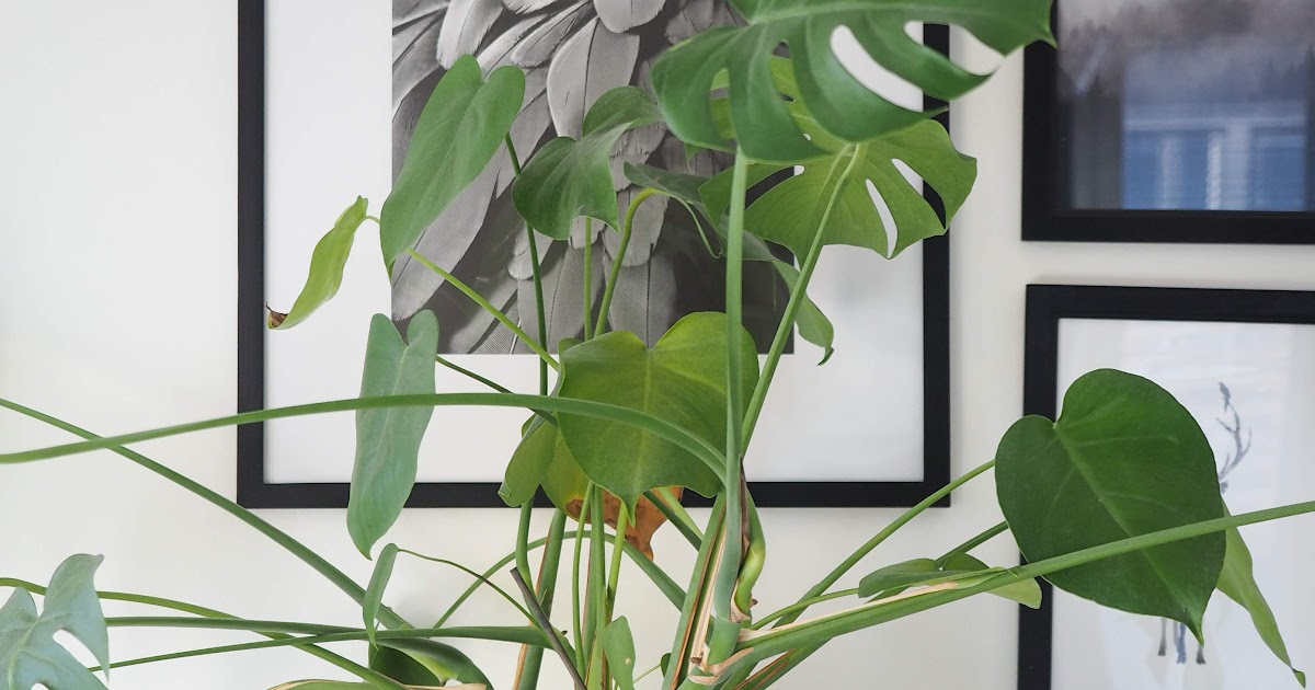 Minä ♥ viherkasvit - Talostakoti