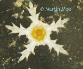 Microscope World Blog: Brittle Star Echinoderm under Microscope