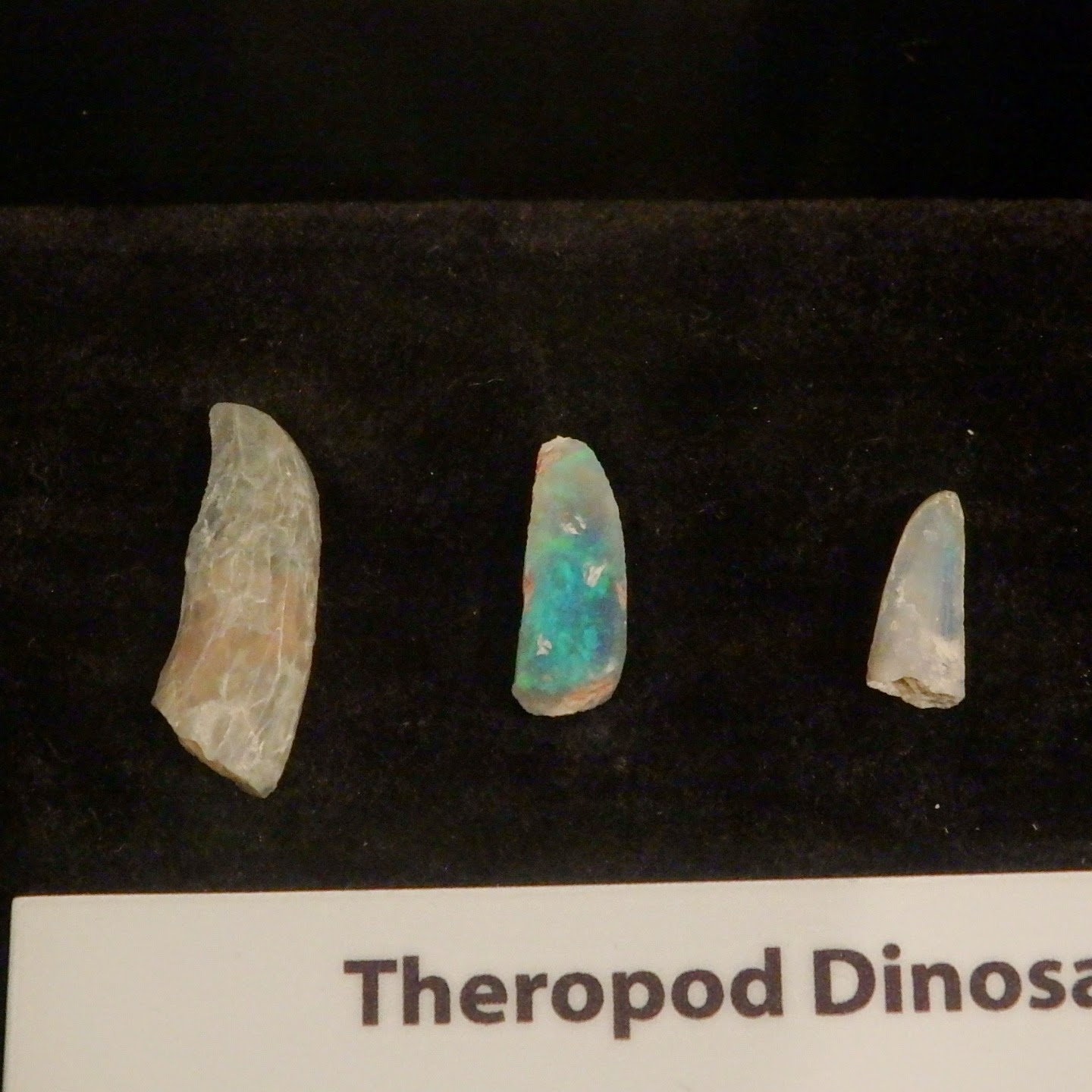 BONE ROOMS: The National Opal Collection