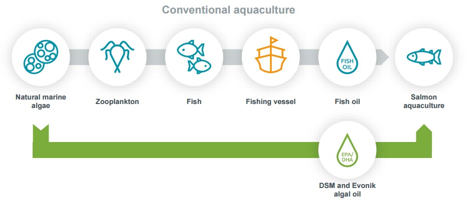 DSM and Evonik to build an algal oil plant at commercial-scale in USA