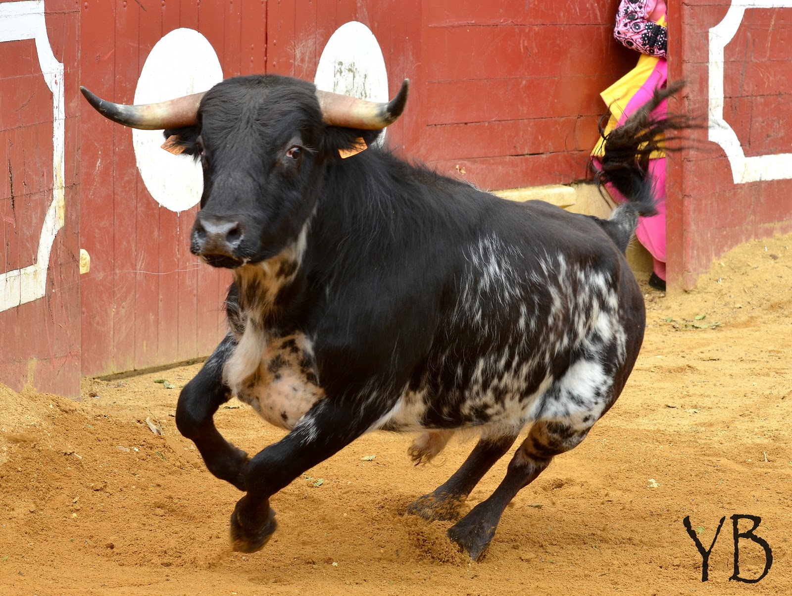 Bienvenue sur Yann BRIDONNEAU photographies.: NOVILLADA DE MALABAT A ...