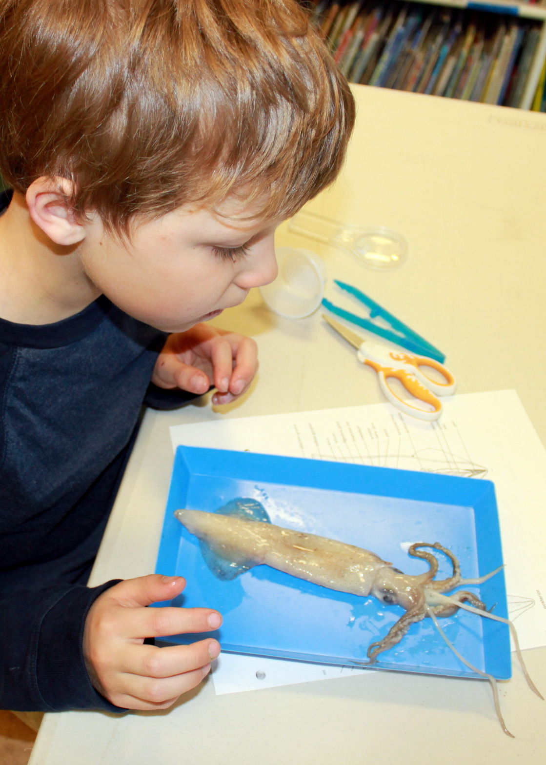 Cove Kindergarten: Squid Dissection