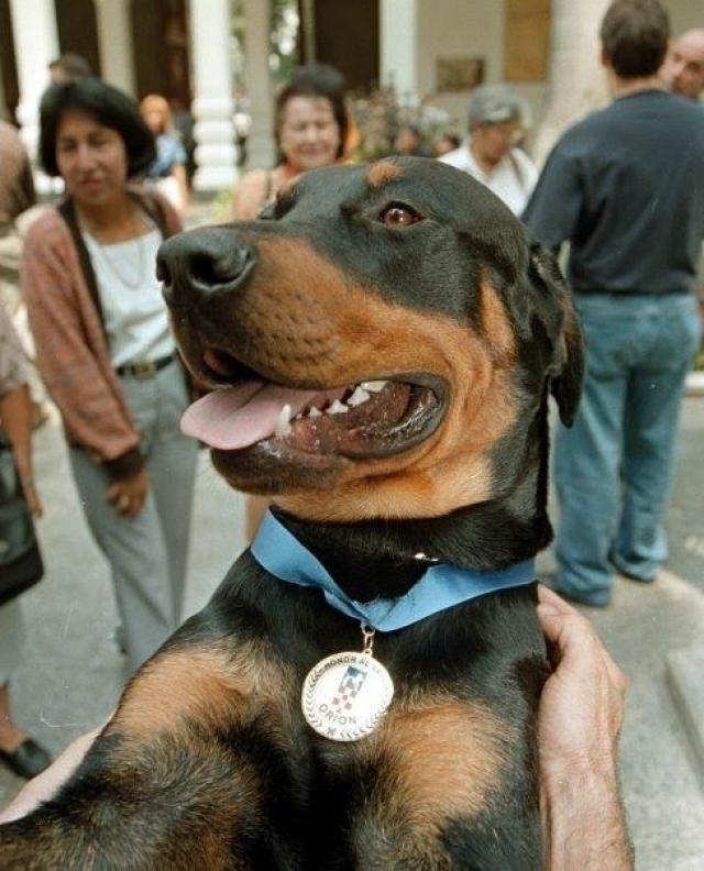 World News: Dog saves lives