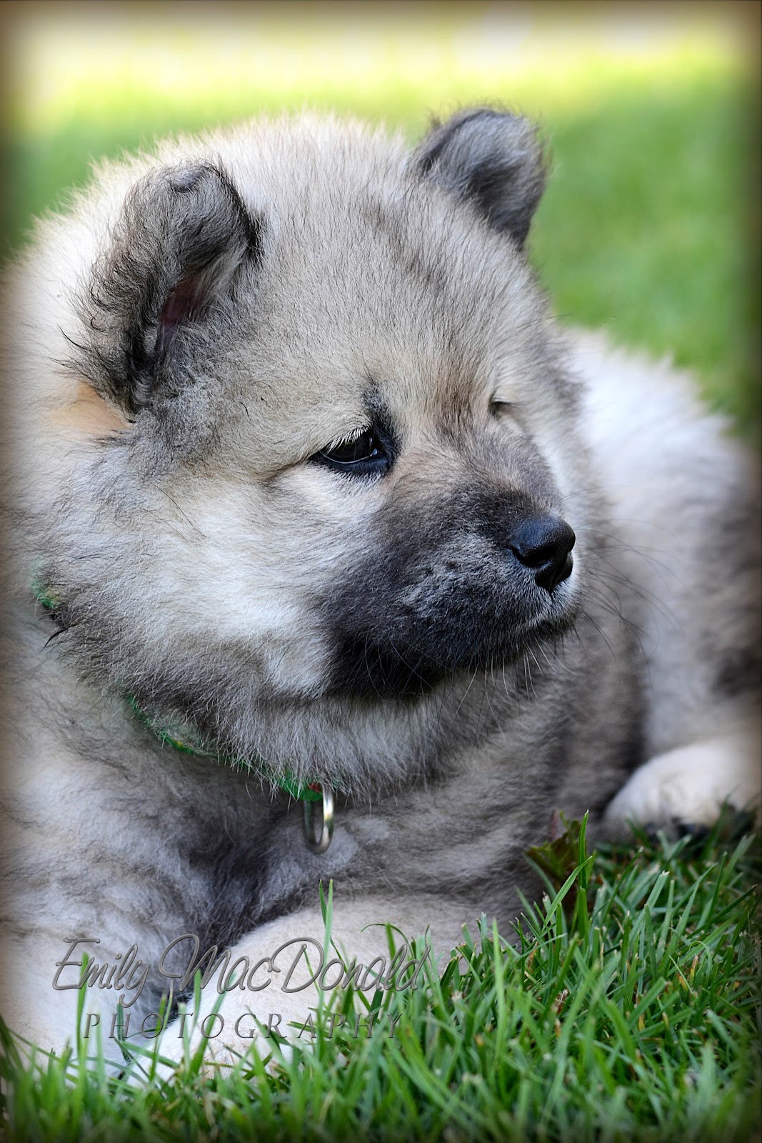 Emily's Photo Blog: Eurasier Puppies!!