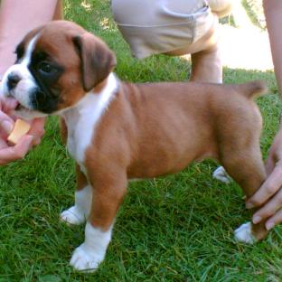 free boxer puppies - PUPPIEz