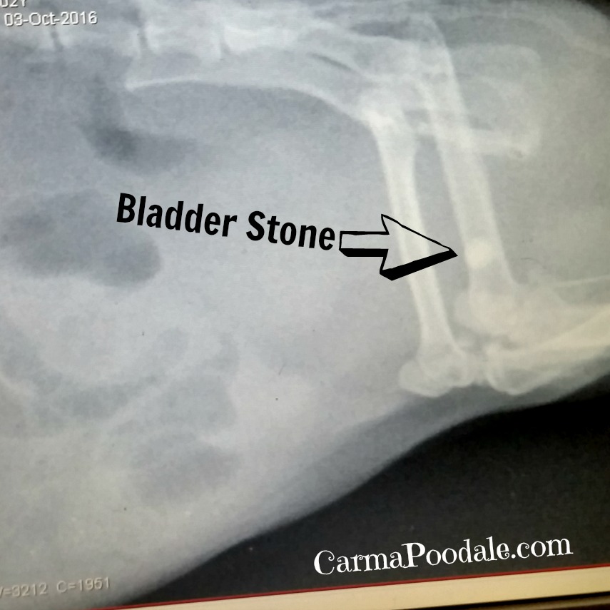 Carma Poodale : Cookie the #GuineaPig Passed Away Unexpectedly