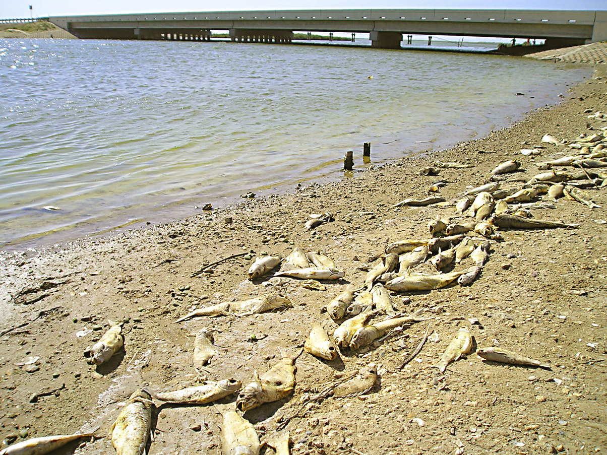 EL RRUN RRUN: RED TIDE KILLS FISHING ACTION IN SAN MARTIN LAKE