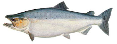 Adirondack Diver: Common Freshwater Fish in New York Part 4