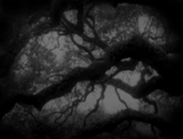 Characters ~ The Olivia Brophie Series