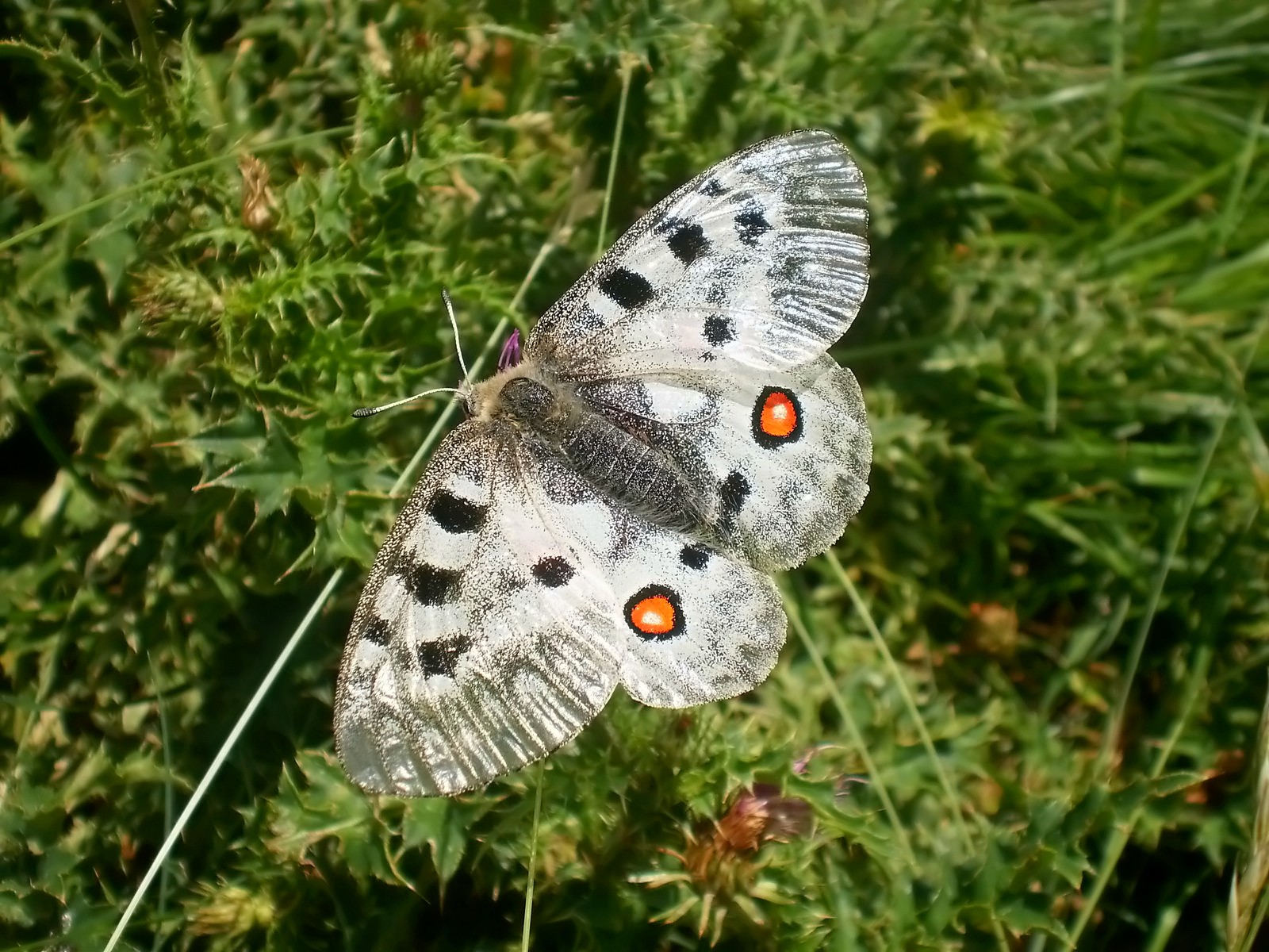 NATURA VIVA: PAPALLONES