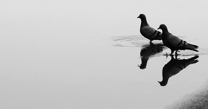 Minimalist Photography - by Prakash Ghai: Reflection of Two Pigeons in ...