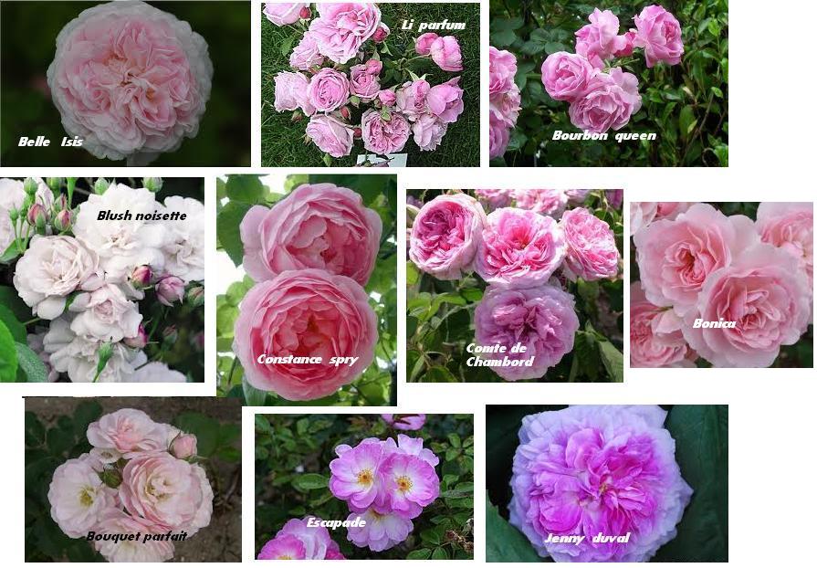 le jardin des lutins: Mes achats de rosiers