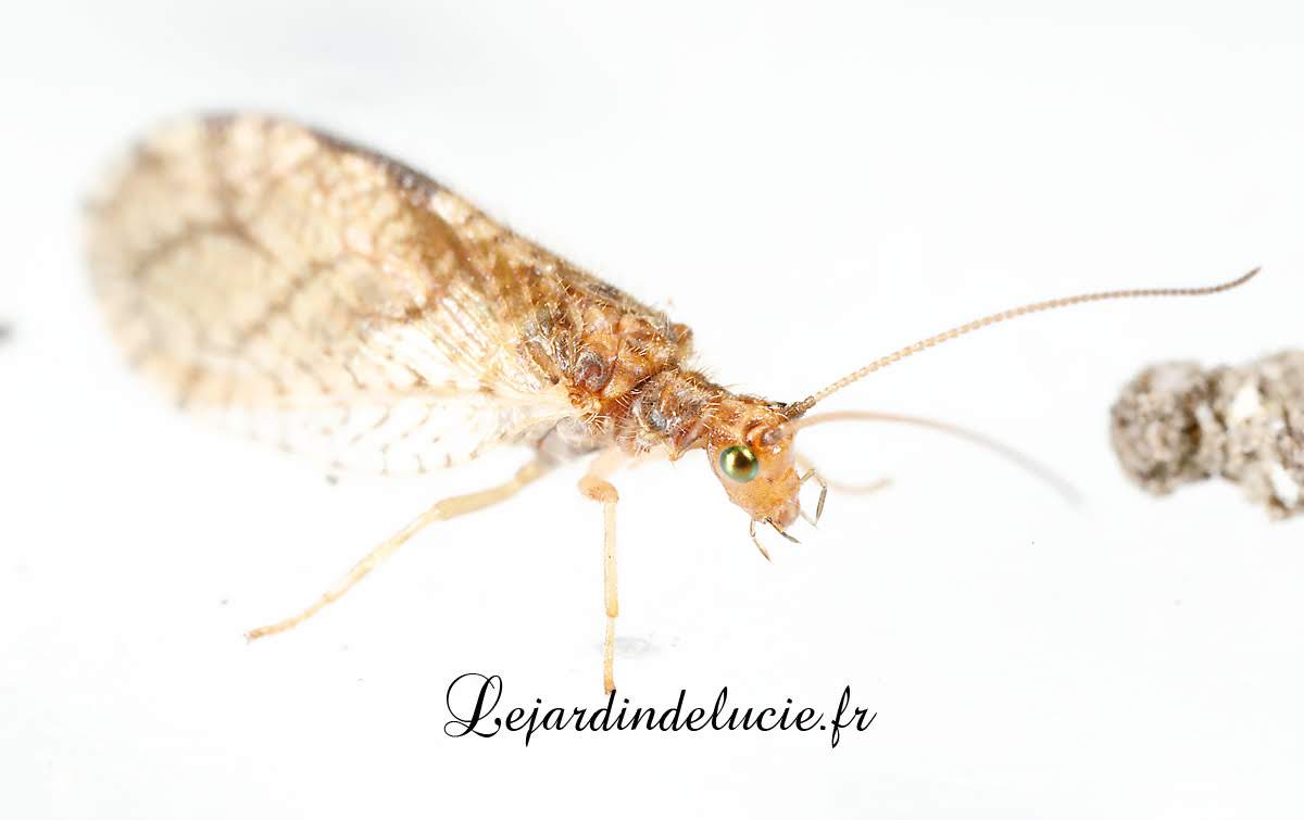 Micromus angulatus et variegatus des croqueuses de…. pucerons