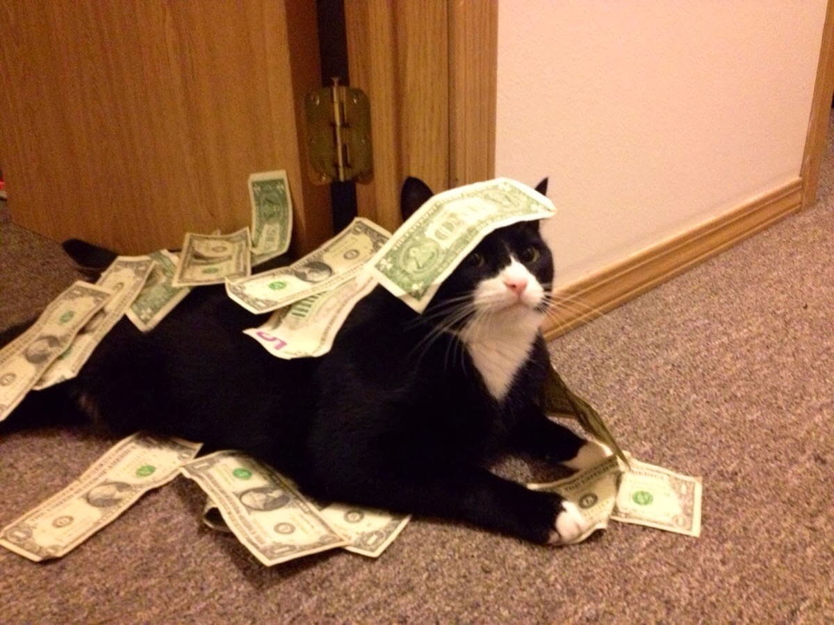 Rich Cat Meme