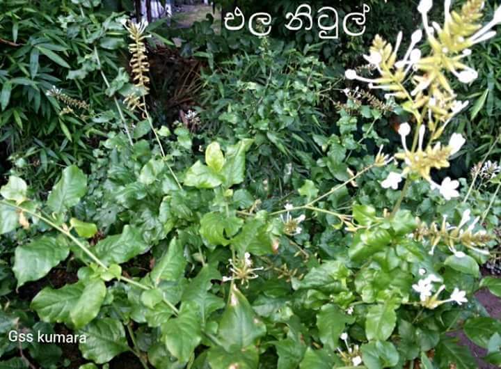 බෙහෙත් පැලෑටි/ඖෂධ පැල (Ayurvedha plant) ~ Sandy Foods | Sri Lanka