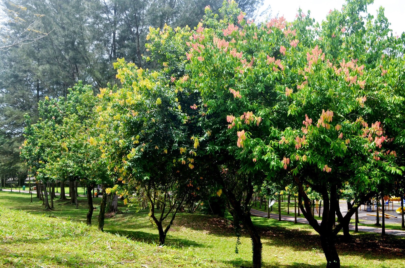 my BINTULU clicks: New flushes of the Medang Tija (Cinnamomum iners) at ...