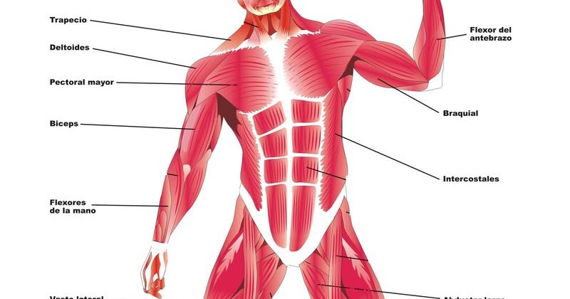 Ciencias Naturales 4to. grado: Los músculos