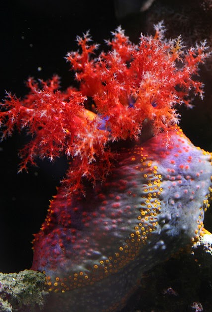 Real Monstrosities: Sea Apple