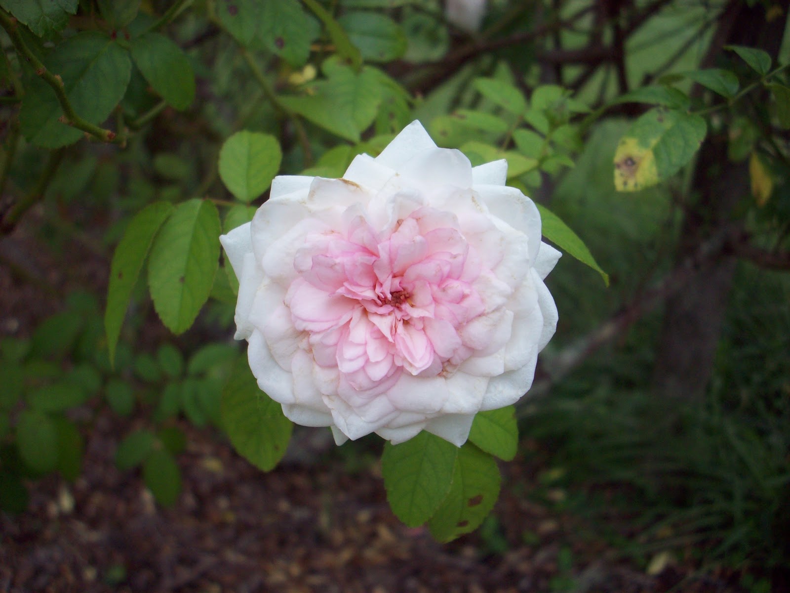 Cracker Rose Acre - Fort White - Florida: CRACKER ROSE ACRES fall ...