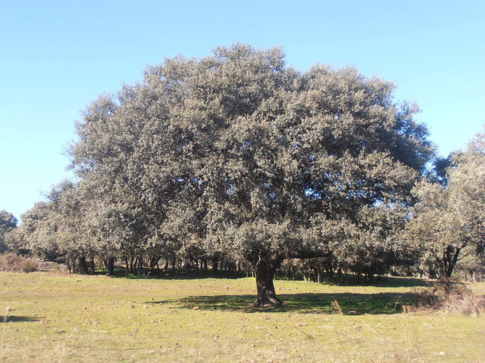 Entre plantas y bichos: Quercus ilex subsp. ballota (encina)