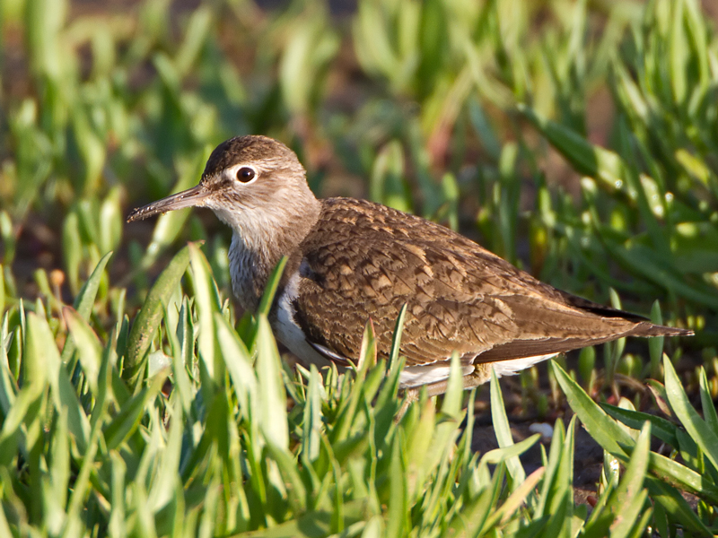 Russ Telfer Wildlife Photography: Common Sandpiper