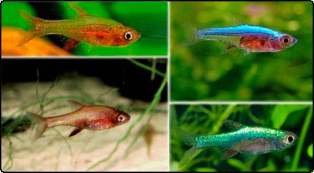 Axelrod Rasbora (Sundadanio axelrodi ) | FISH WORLDs.com