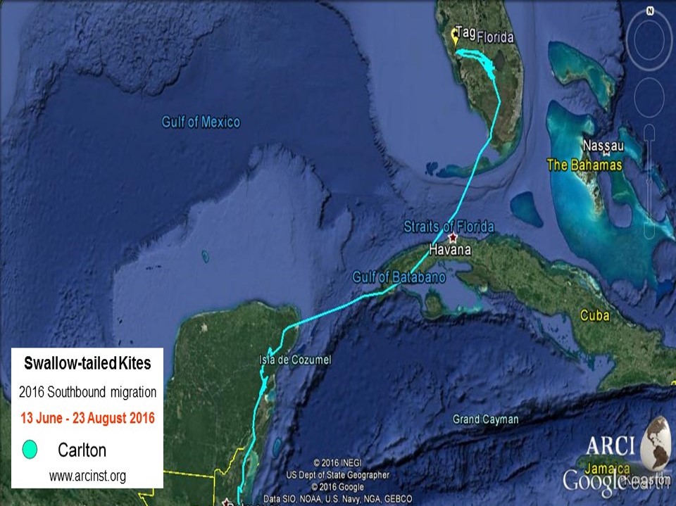 Swallow-tailed Kite Migration: Carlton the Swallow-tailed Kite takes a ...