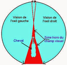 Le monde des chevaux: La vision d'un cheval