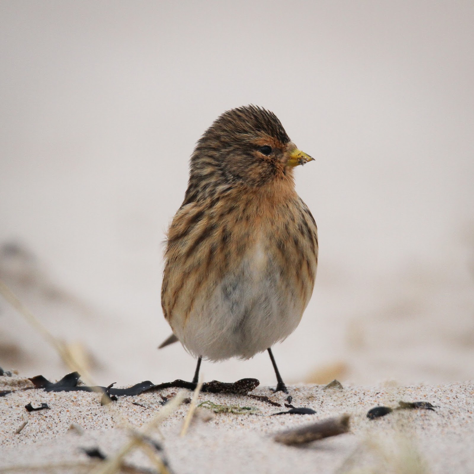 TrogTrogBlog: Bird of the week - Twite