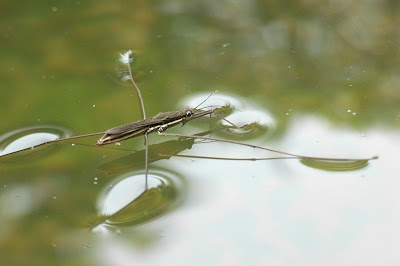 Gerridae | The Life of Animals