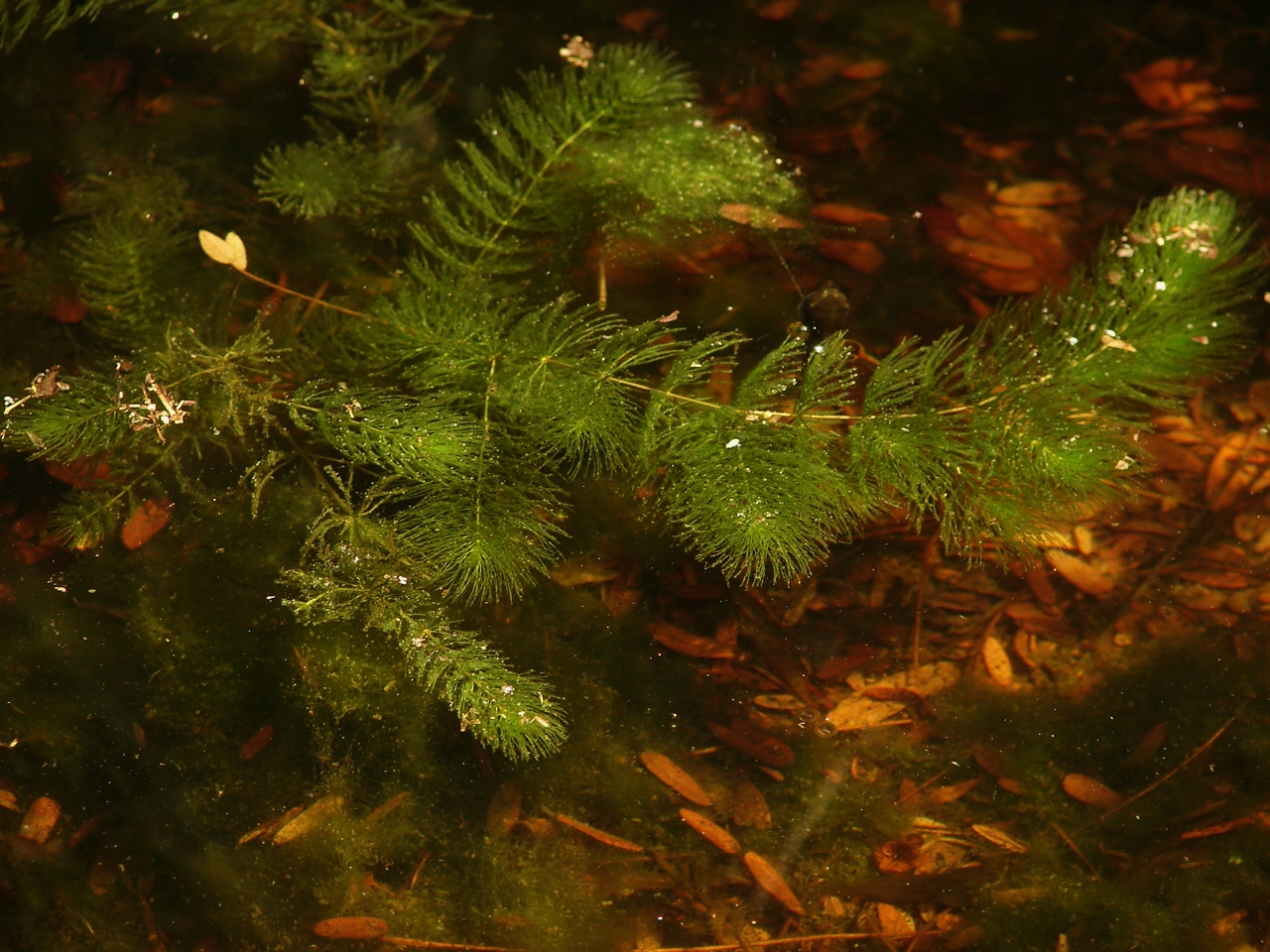 Bayou Lady: Coontails and Leopard Frogs!