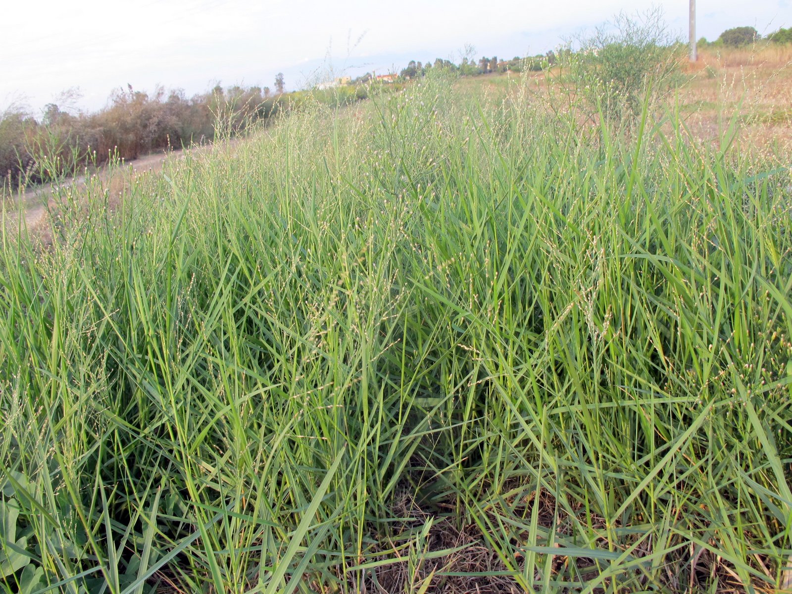 FLORA NEL SALENTO e.. anche altrove: Panicum repens L - Poaceae ...