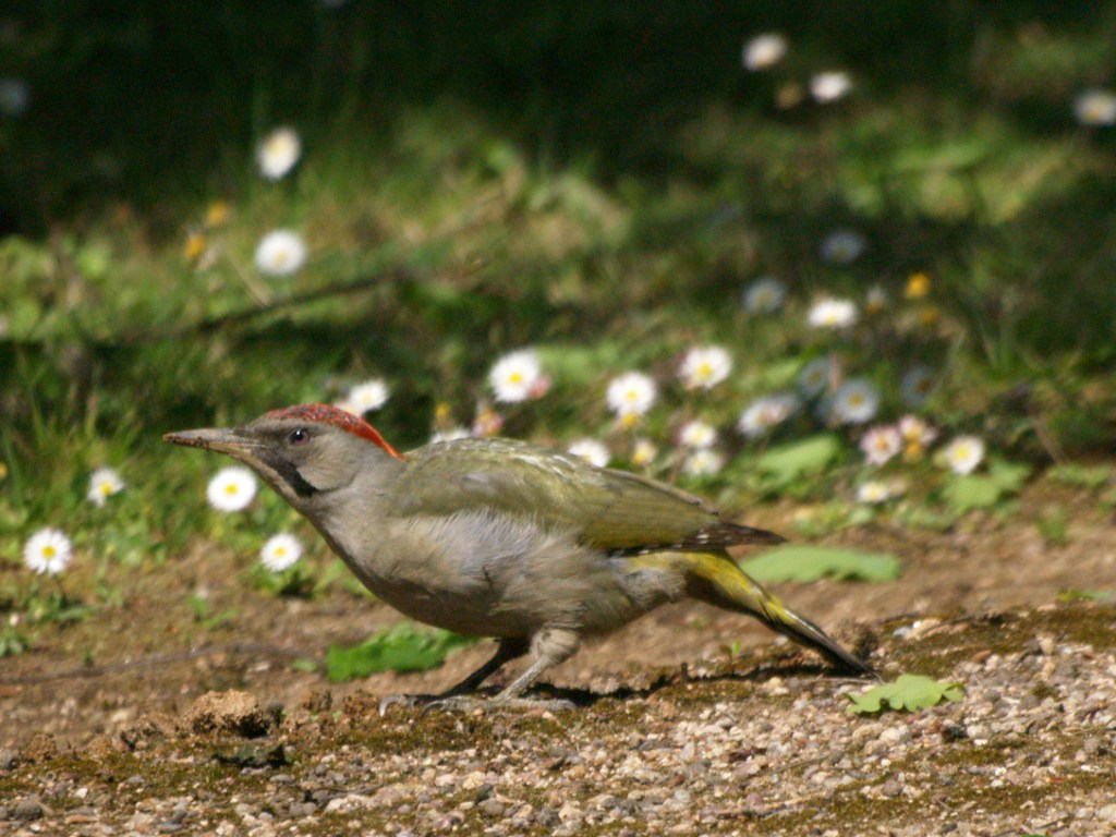 Fotografiando mi Mundo: PITO REAL.Picus viridis linnaeus