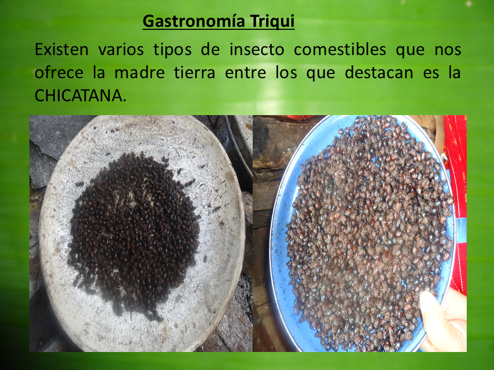 Casa Cultural de la Nacion Triqui "Heriberto Pazos Ortiz" MULT: CHICATANAS