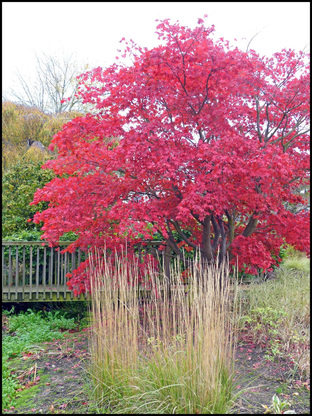 Wild and Wonderful: Seasonal Splash ~ Autumn Reds