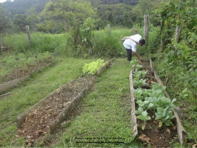 El cultivo en Conucos comoforma ancestral de produccion agricola.
