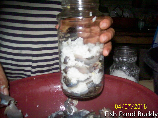 Fish Pond Buddy: How to Make Fermented Rice-Fish Mix ("Buro") at the ...