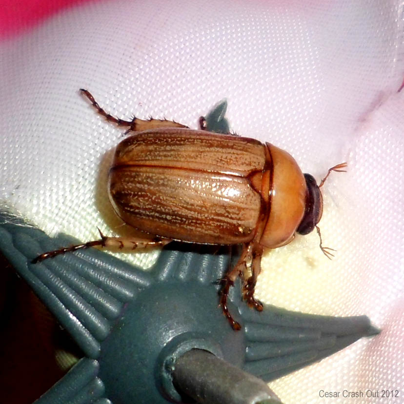 Insetologia - Identificação de insetos: Besouro Mascarado em São Paulo