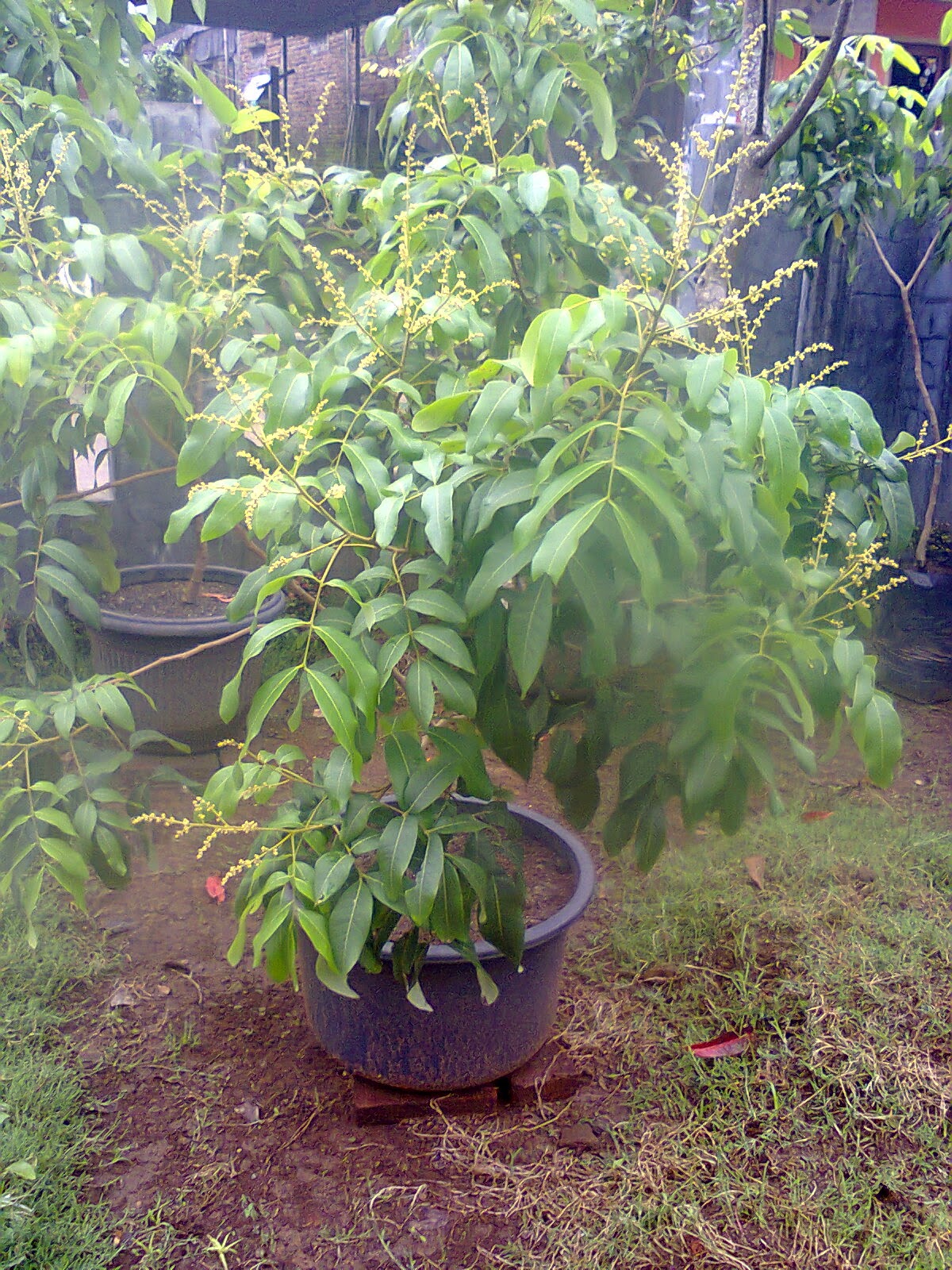 TANAMAN BUAH DALAM POT (TABULAMPOT): GALERI TABULAMPOT