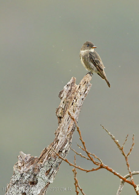 mis fotos de aves: Contopus cooperi Pibí Boreal Olive-sided Flycatcher