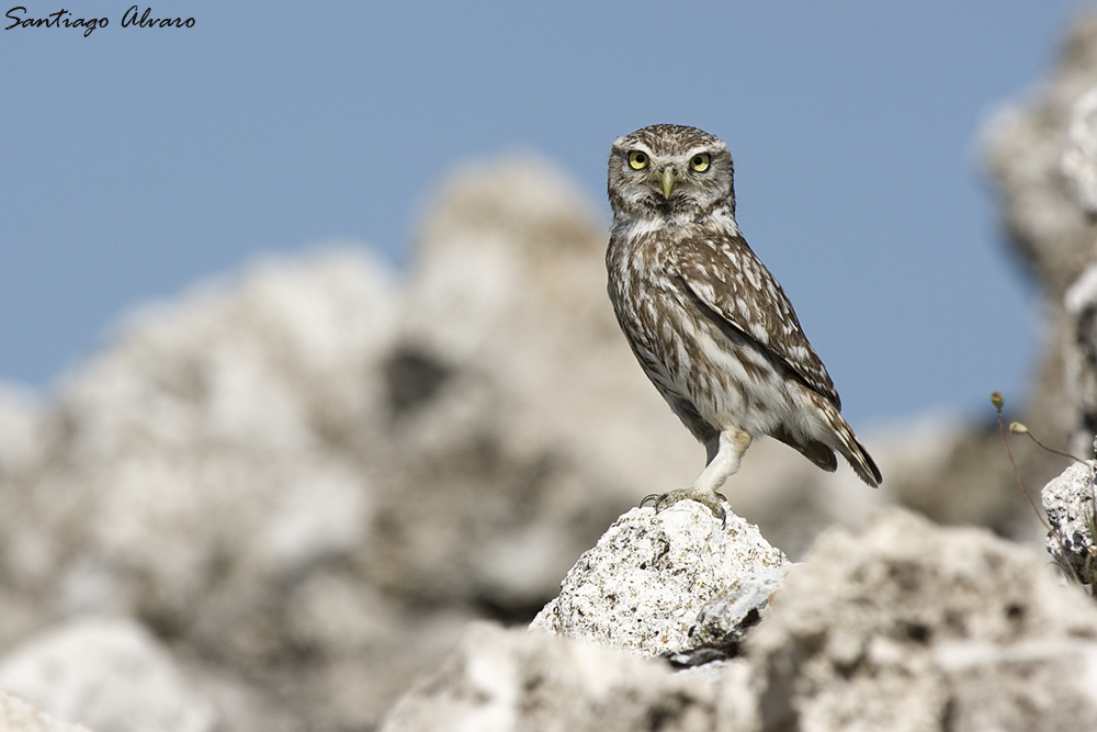 MOCHUELO EUROPEO | La Web de Sebúlcor