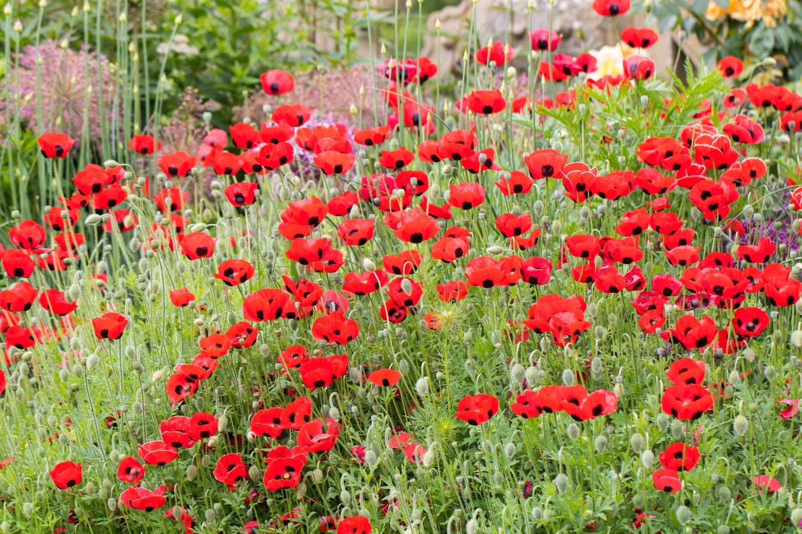 Escapes and Photography: An array of flowers and sweet smelling Roses ...