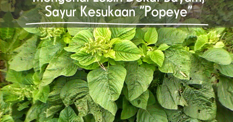 Mengenal Lebih Dekat Bayam, Sayur Kesukaan "Popeye" - Jual Polybag Murah